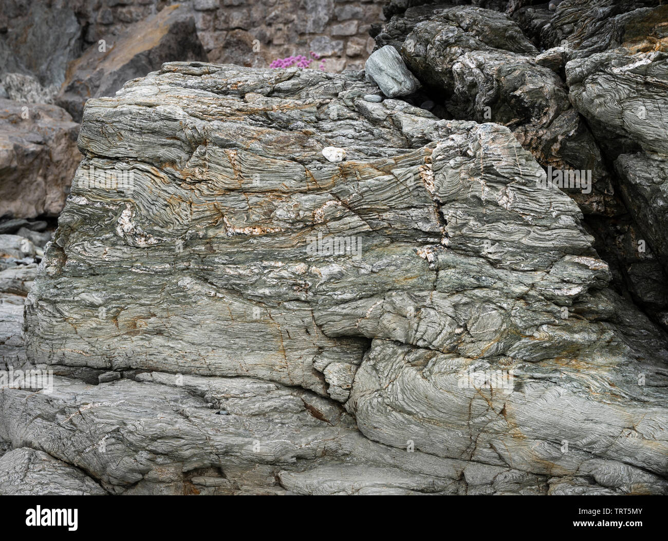Highly deformed rocks at Trearddur Bay near Holyhead, Anglesey, Wales ...