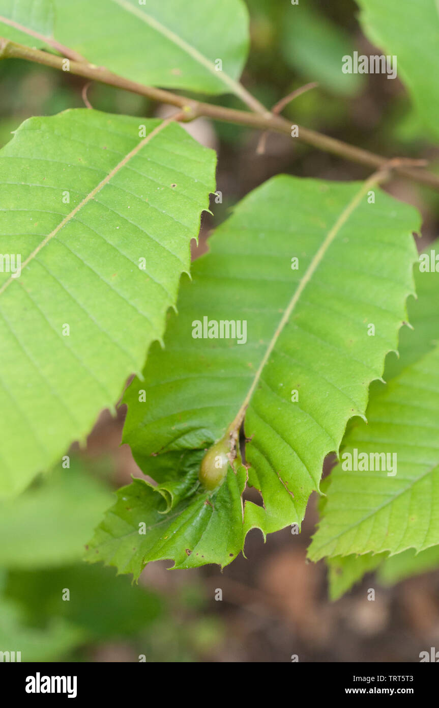 Chestnut gall wasp, caused by dryocosmus kuriphilus an insect ...