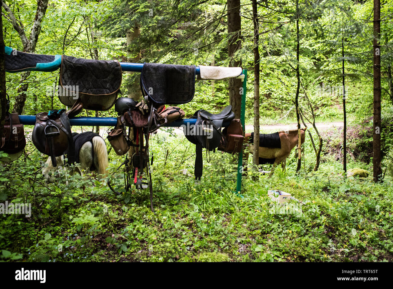 Trail horse riding in Bosnian mountains. Grilled fish, coffee, beans on ...