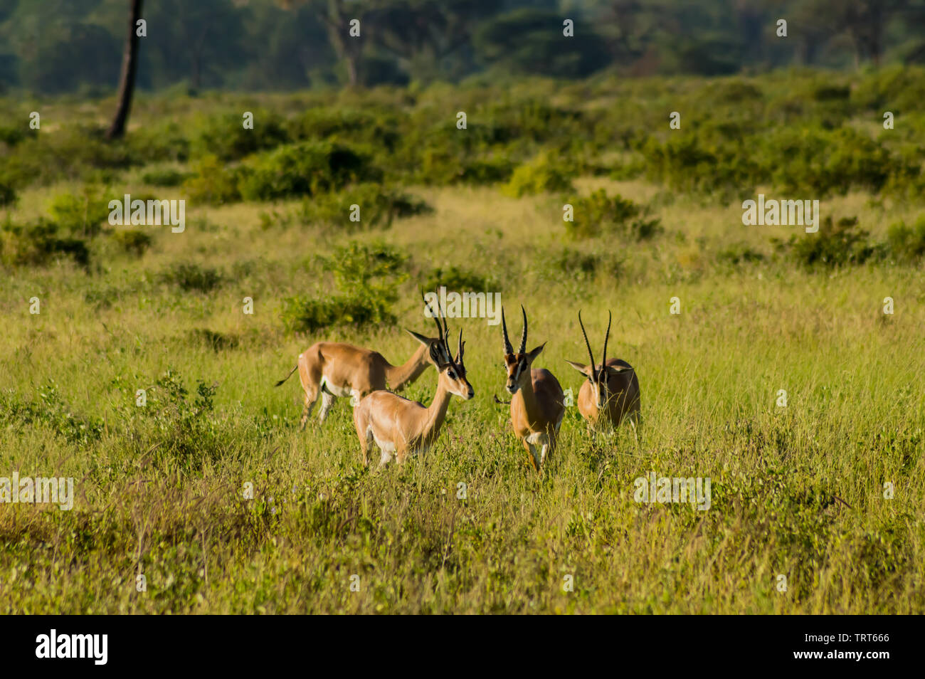 Young female antelope in the savannah of Samburu Stock Photo - Alamy