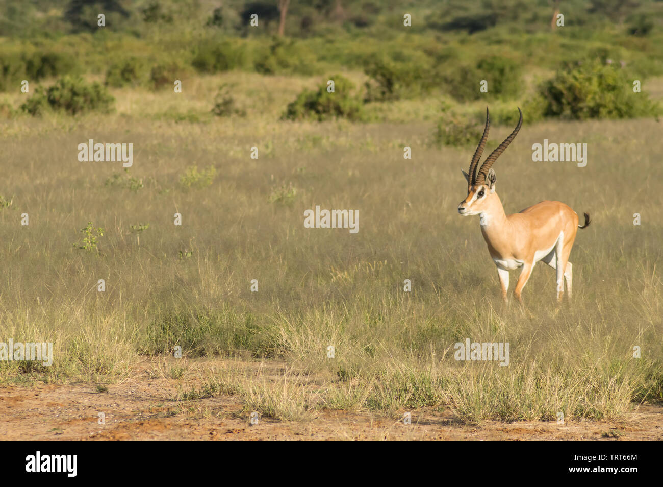 Young female antelope in the savannah of Samburu Park in central Kenya ...