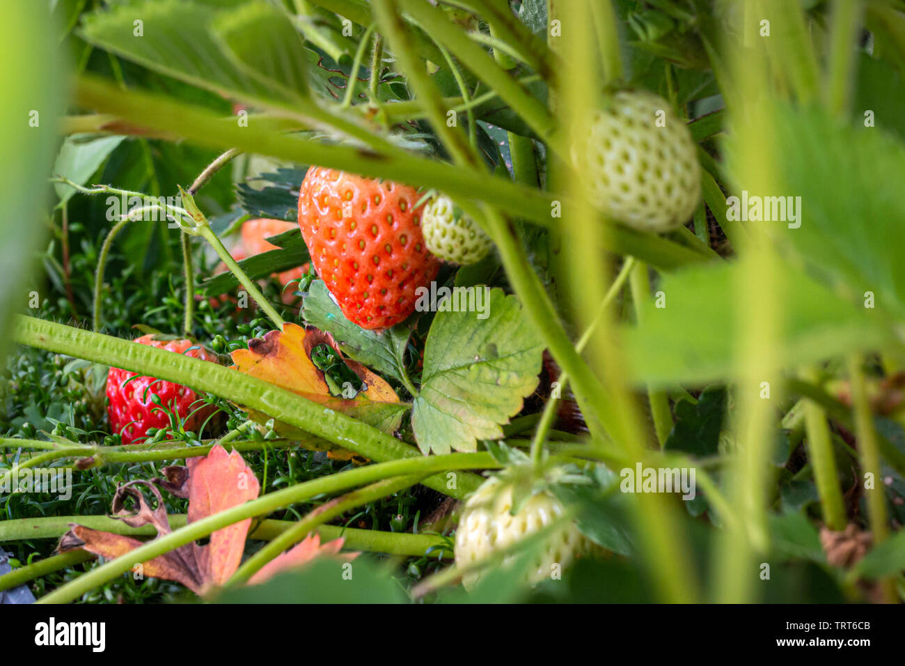 strawberry's ripening in the strawberry plant Stock Photo - Alamy