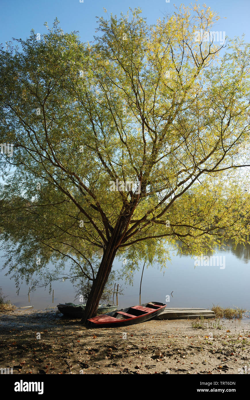 Tree near a pond Stock Photo - Alamy