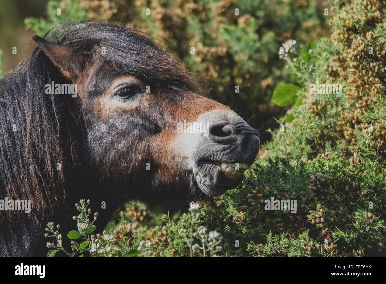 Tiptree heath essex hi-res stock photography and images - Alamy
