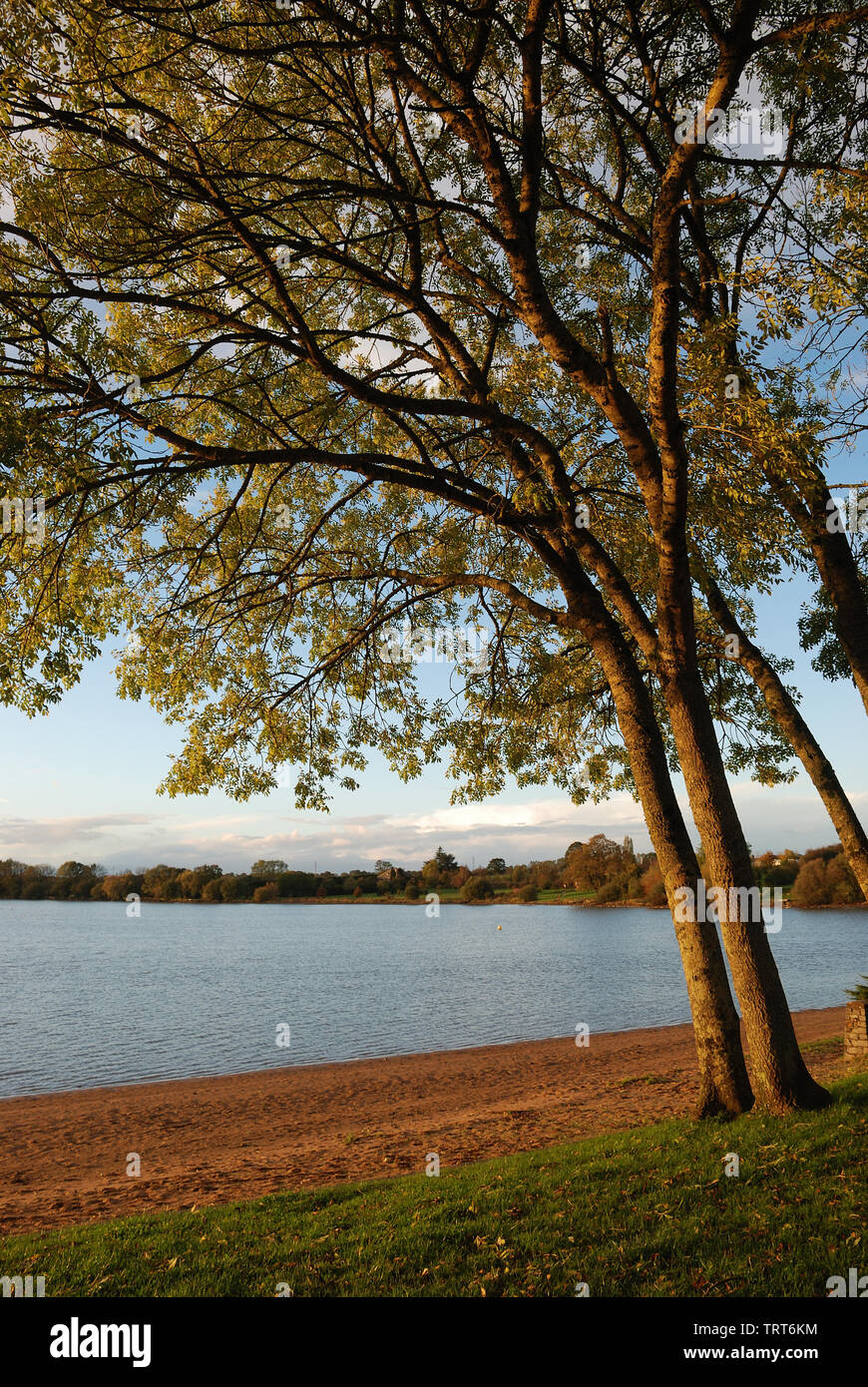 Tree near a pond Stock Photo - Alamy