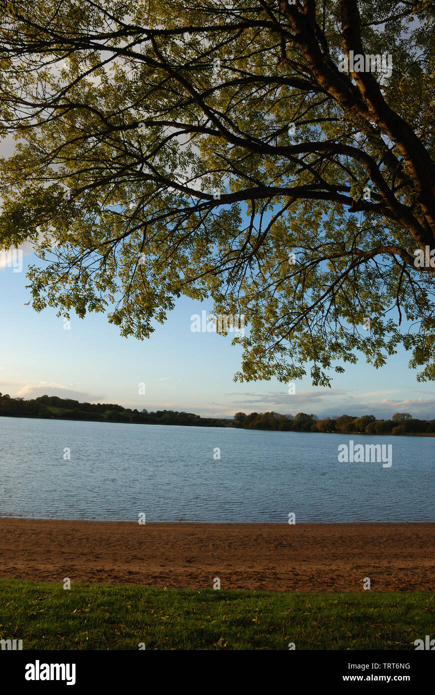 Tree near a pond Stock Photo - Alamy