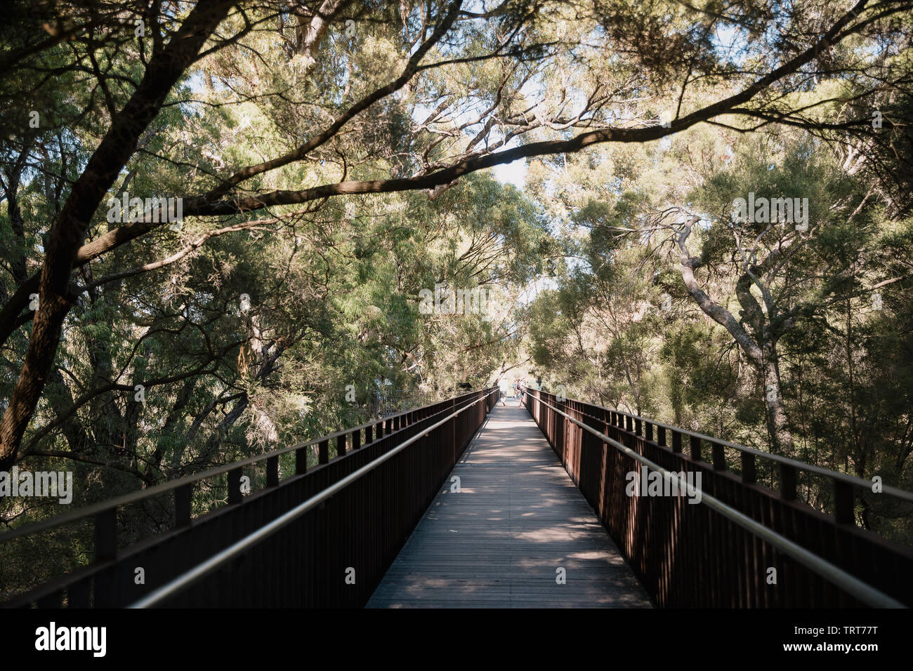 Elevated walkway in King's Park, Perth, surrounded by trees on a ...
