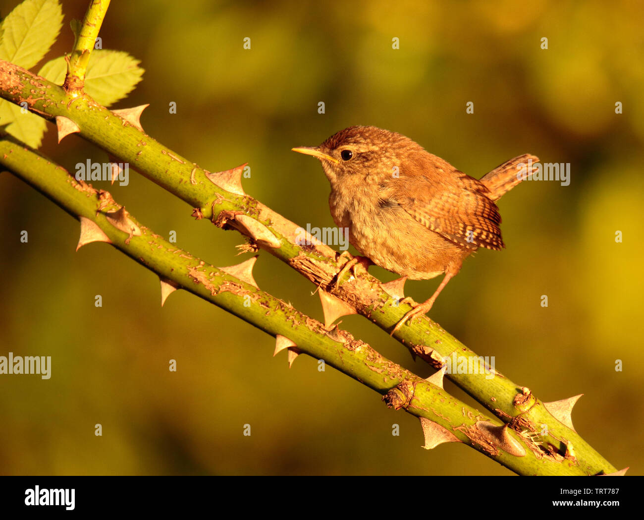 Sunset anatomy hi-res stock photography and images - Alamy