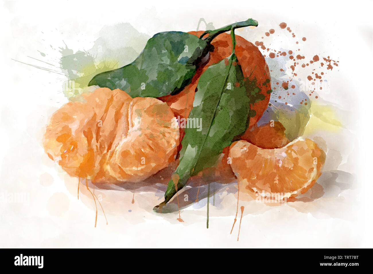 fruit tangerine watercolor illustration Stock Photo - Alamy