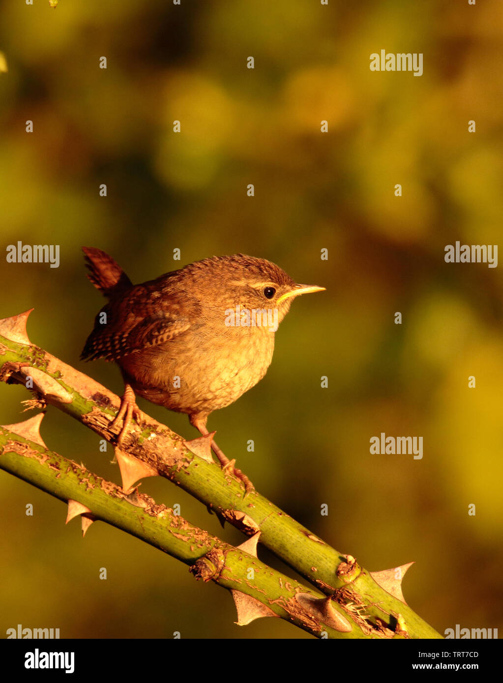 Garden watching sunset uk hi-res stock photography and images - Alamy