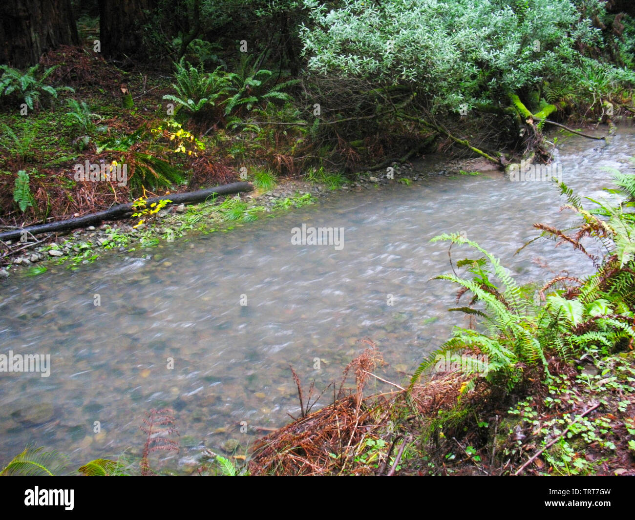 Beautiful Stream in Muir Woods National Monument, California Stock ...