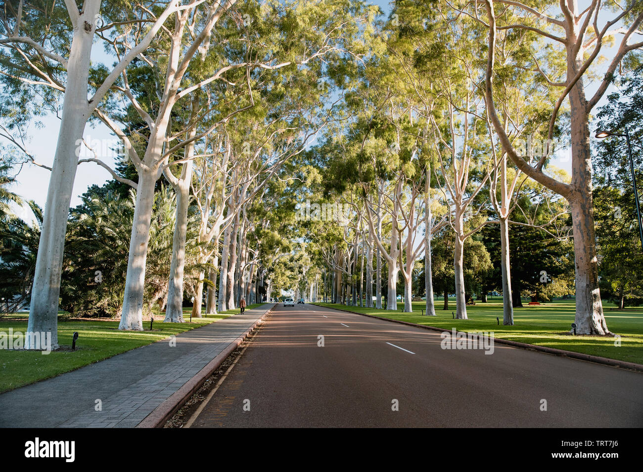 Public road in Perth, Australia lined with trees Stock Photo - Alamy