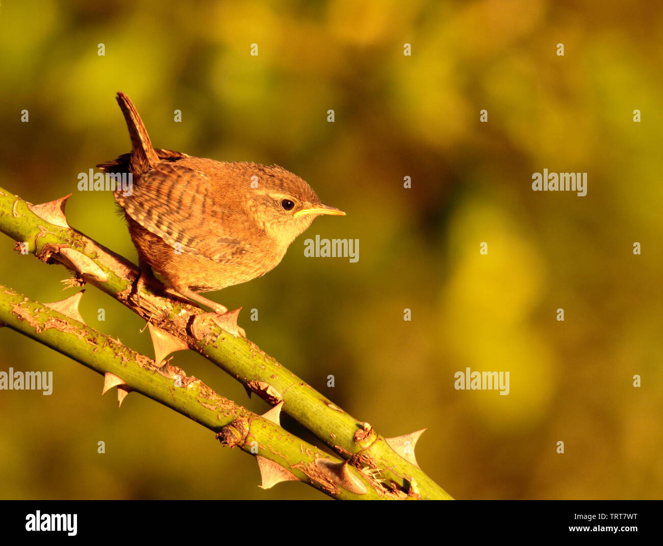 Sunset anatomy hi-res stock photography and images - Alamy