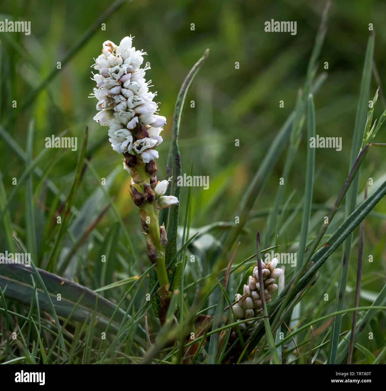 Alpine Bistort ( Persicaria vivipara, previously known as Bistorta ...