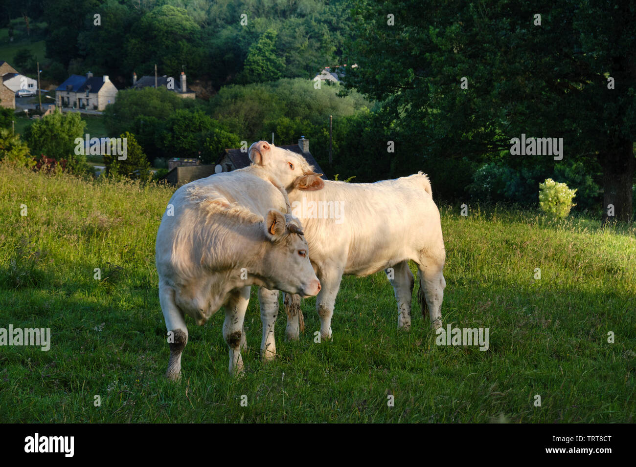 Backside cow hi-res stock photography and images - Alamy
