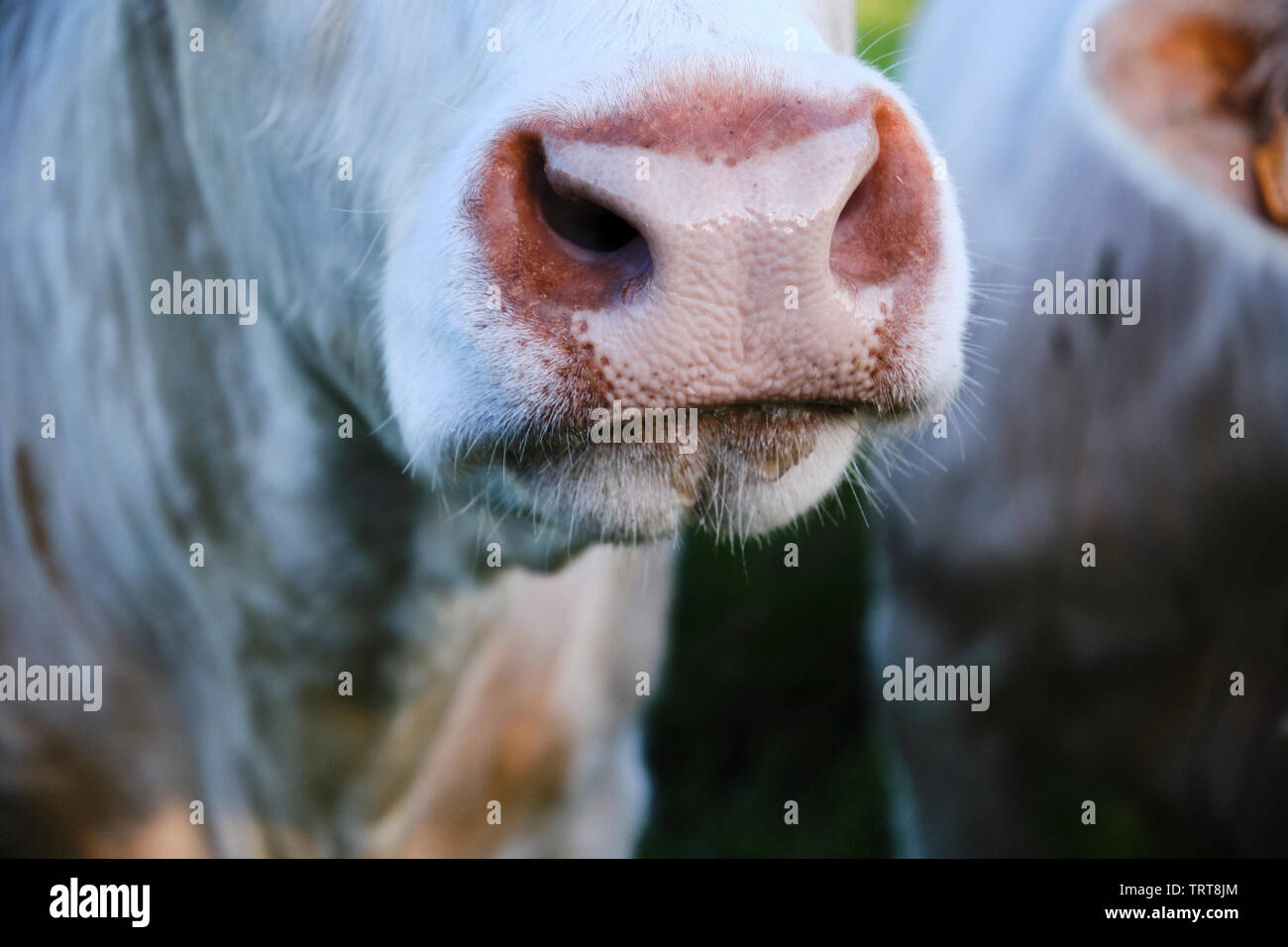 Pink nose of a cow hi-res stock photography and images - Alamy