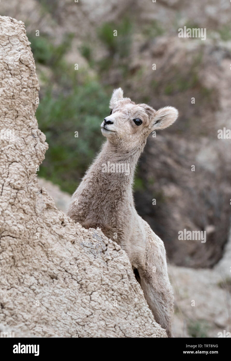 Bighorn sheep (Ovis canadensis) lamb climbing hills, Badlands National ...
