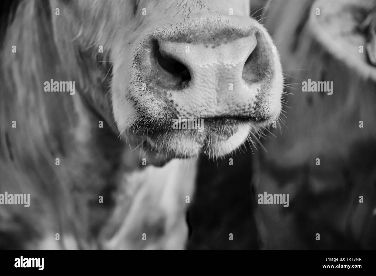 Close up of a cow's nose Stock Photo - Alamy
