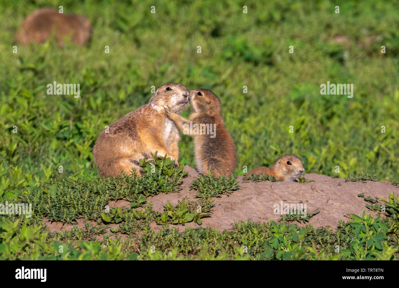 Black-tailed prairie dogs (Cynomys ludovicianus), a baby giving a ...