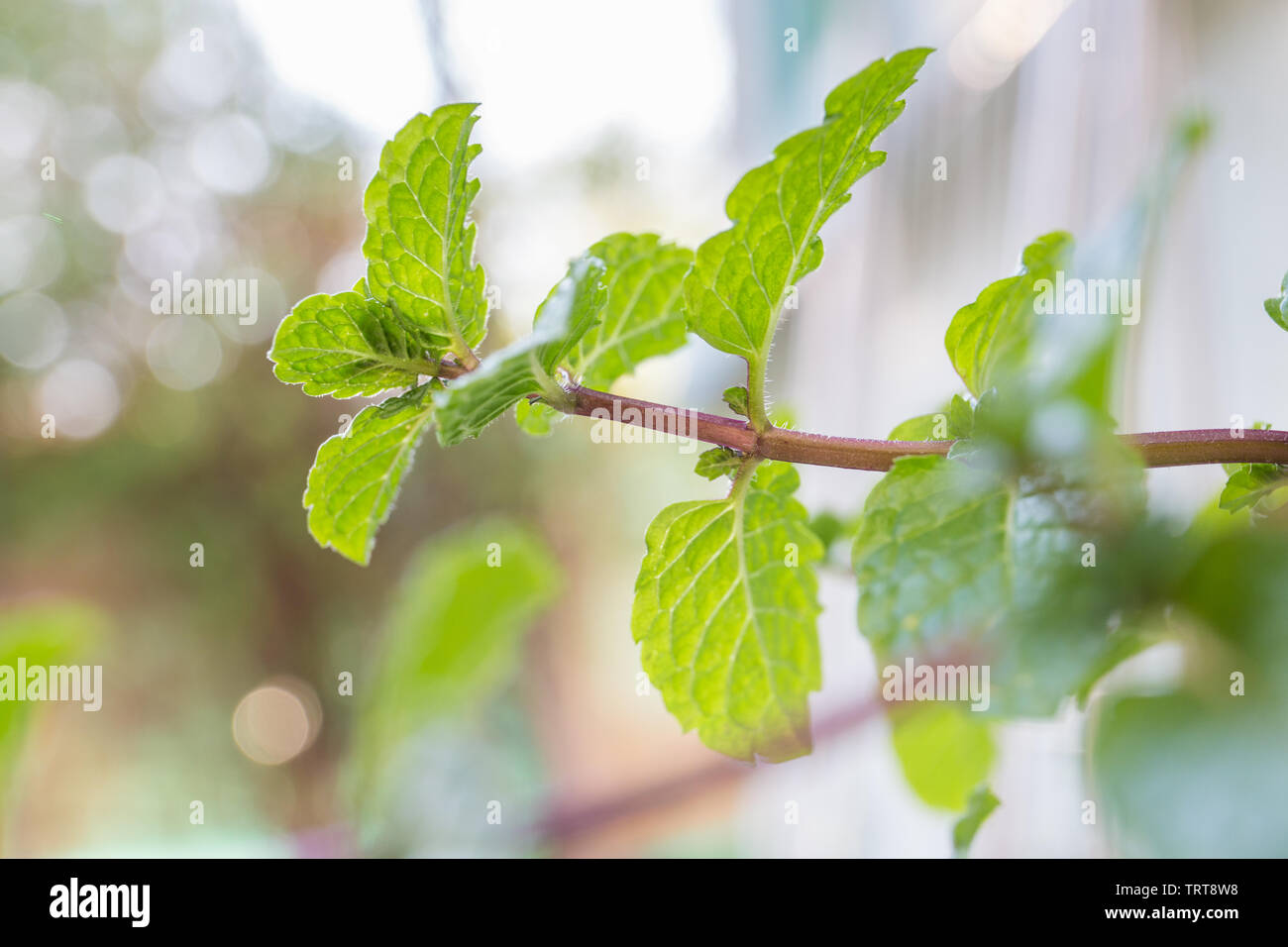 Branch of peppermint growing in garden. Culinary aromatic herbs ...