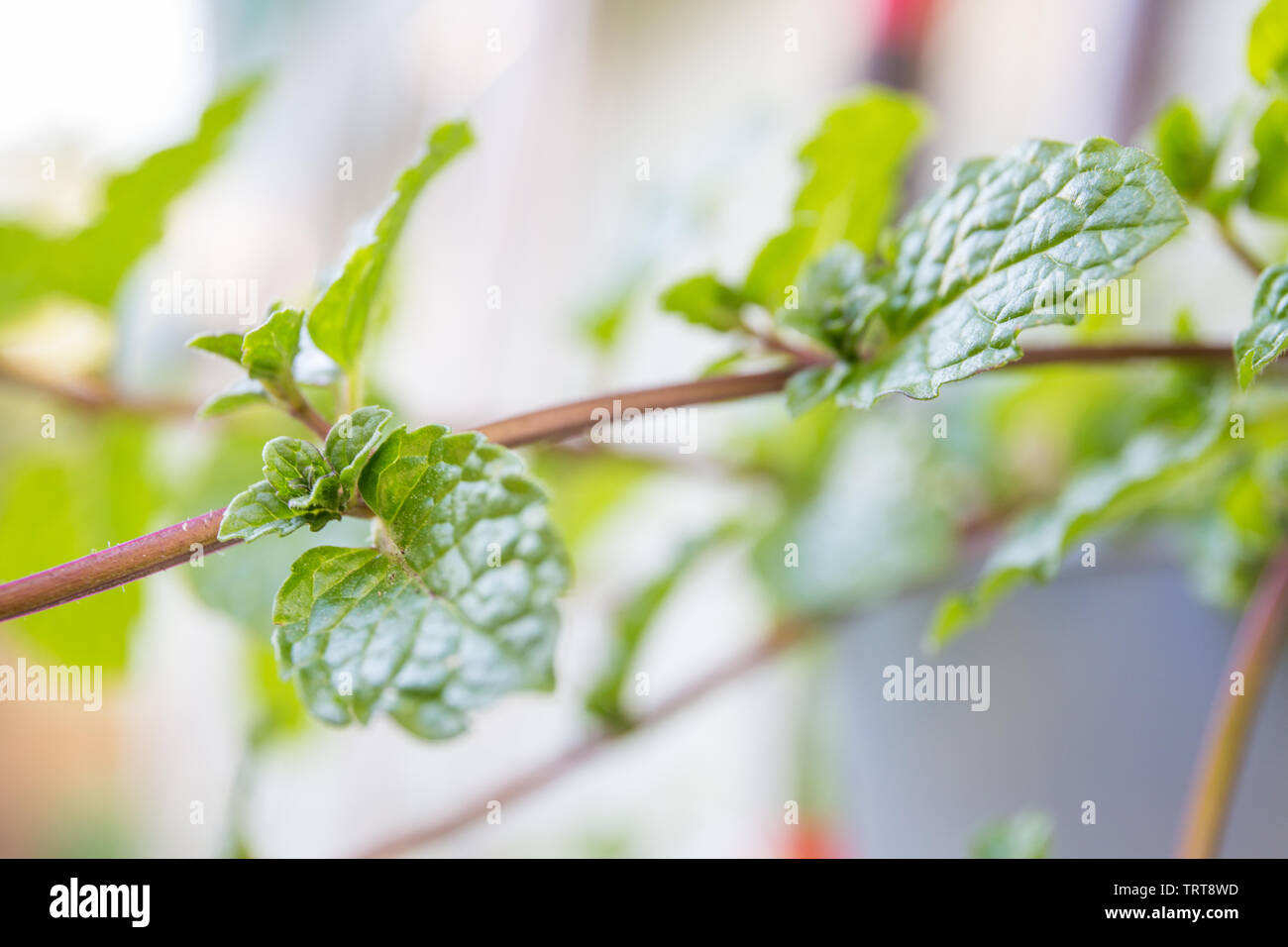 Branch of peppermint growing in garden. Culinary aromatic herbs ...
