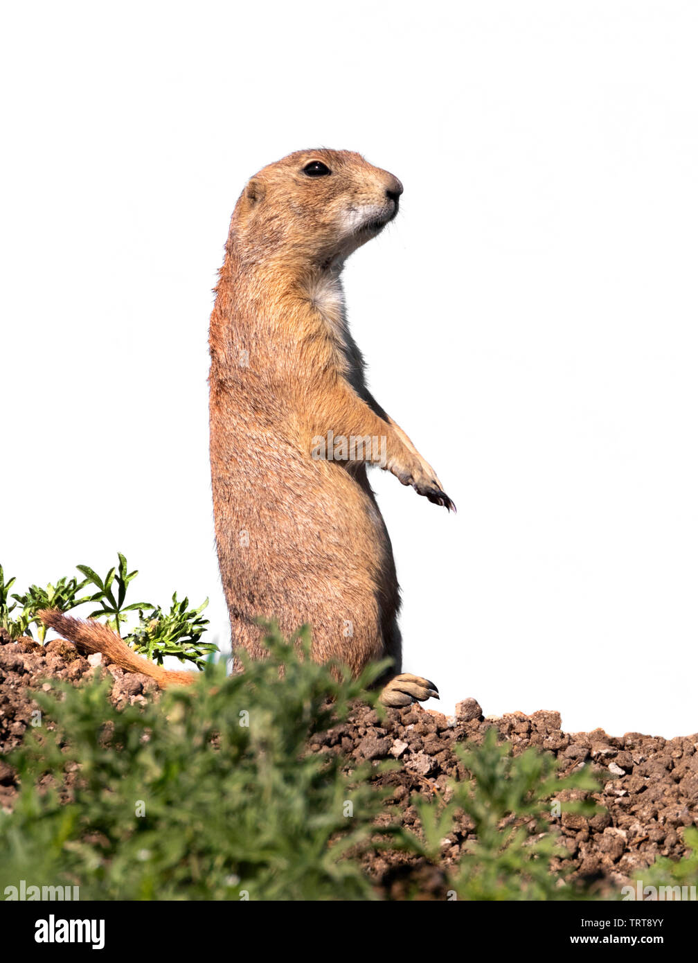 Cynomys hi-res stock photography and images - Alamy