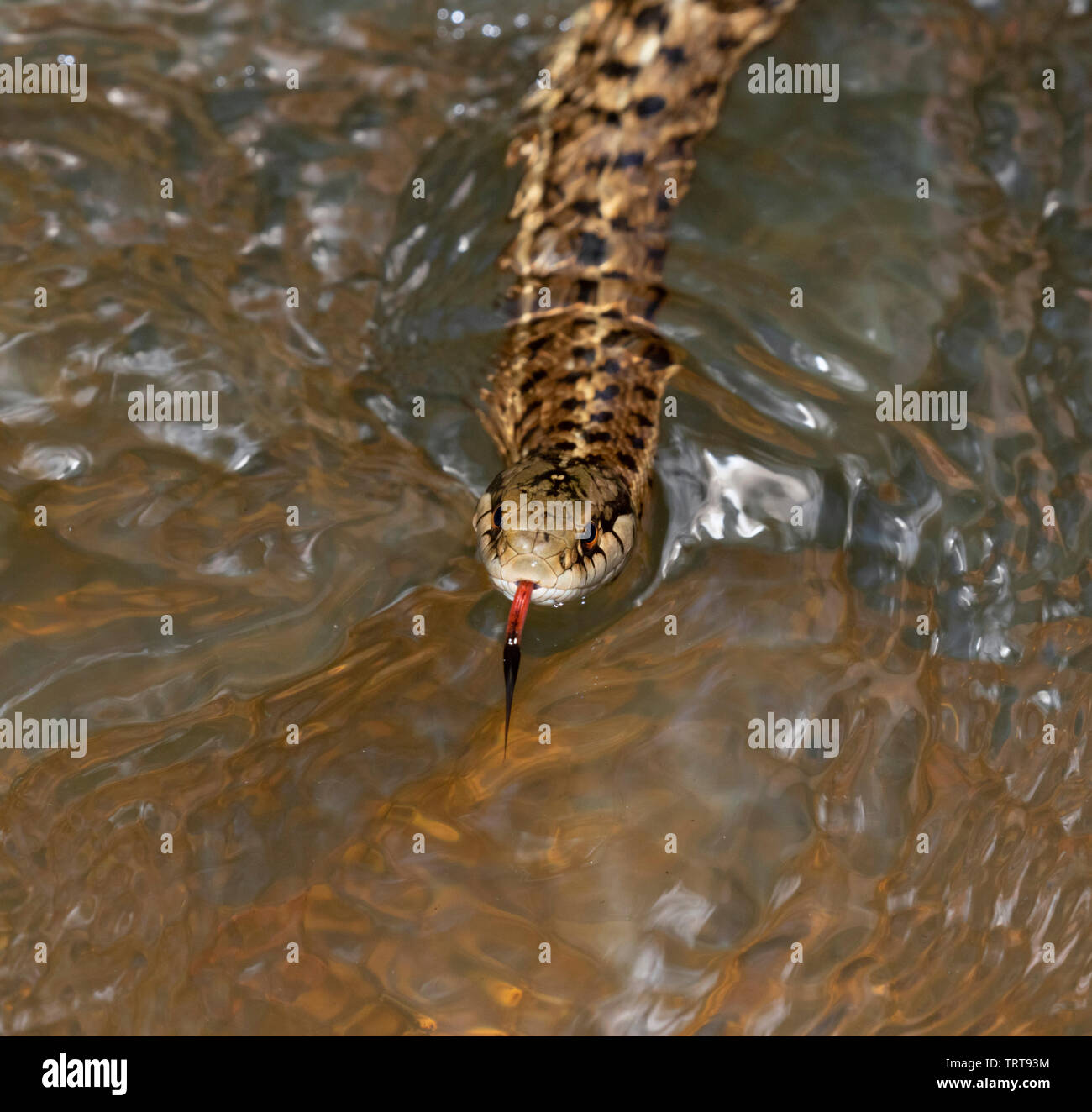 Western terrestrial garter snake hi-res stock photography and images ...