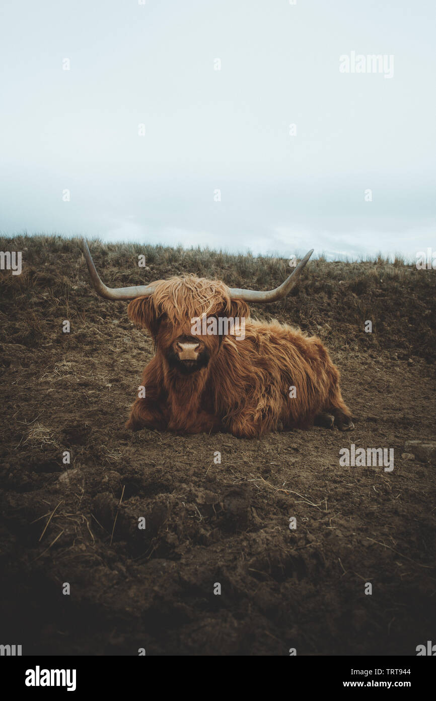 Highland cow windy hi-res stock photography and images - Alamy