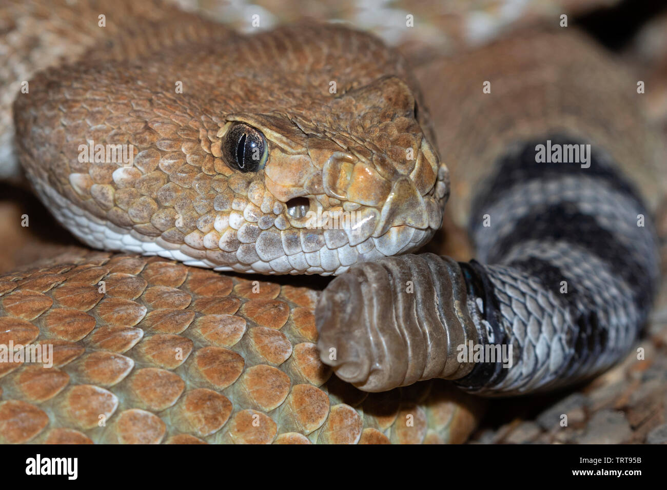 Red diamond rattlesnake (Crotalus ruber) portrait, captive (Native to ...