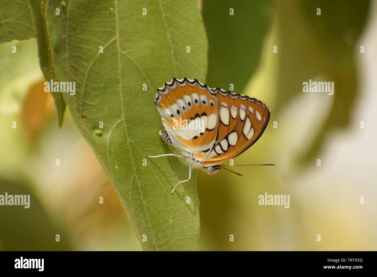 picture of beautiful common sergeant butterfly Stock Photo - Alamy