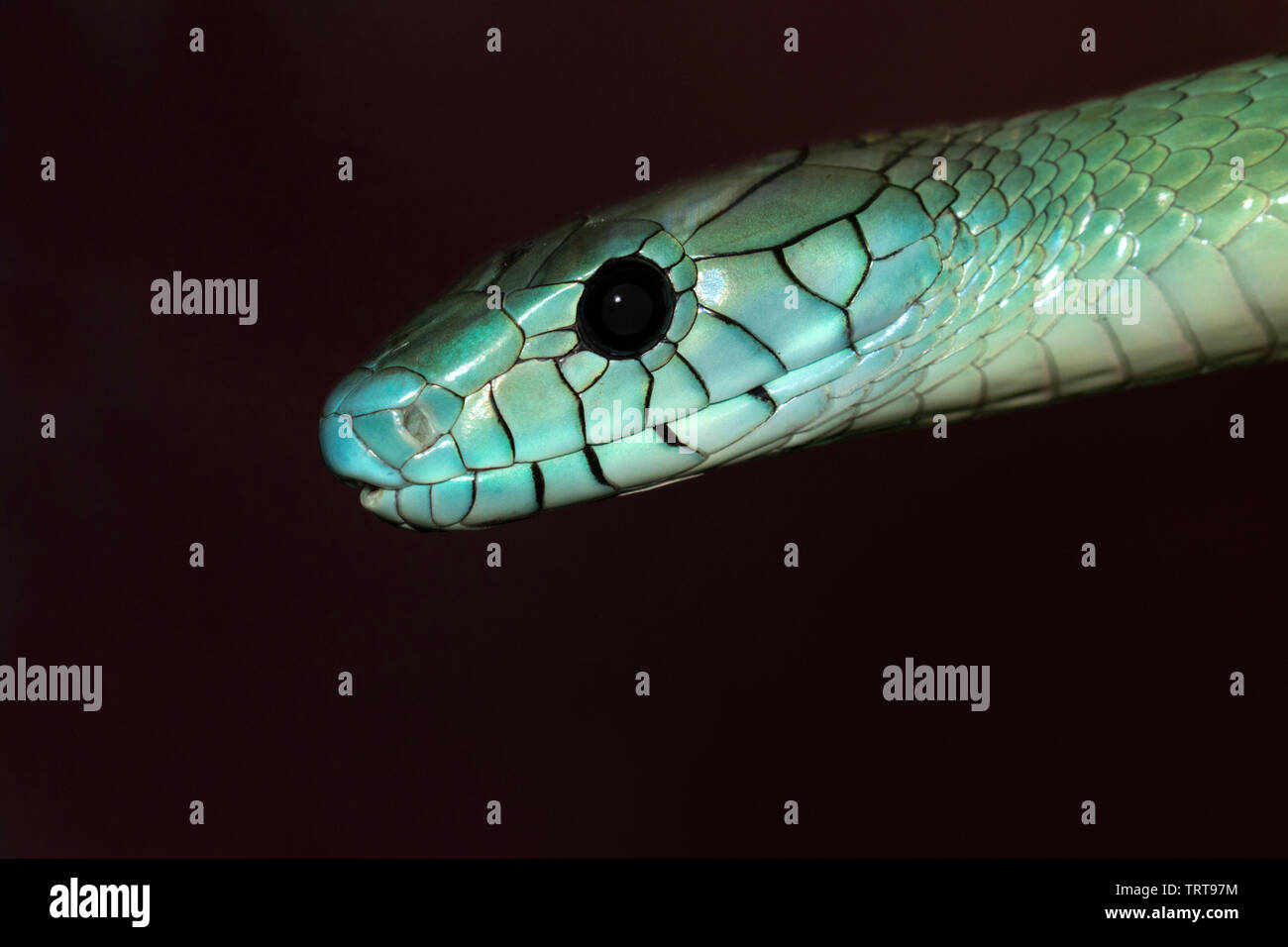 Blue Mamba Snake