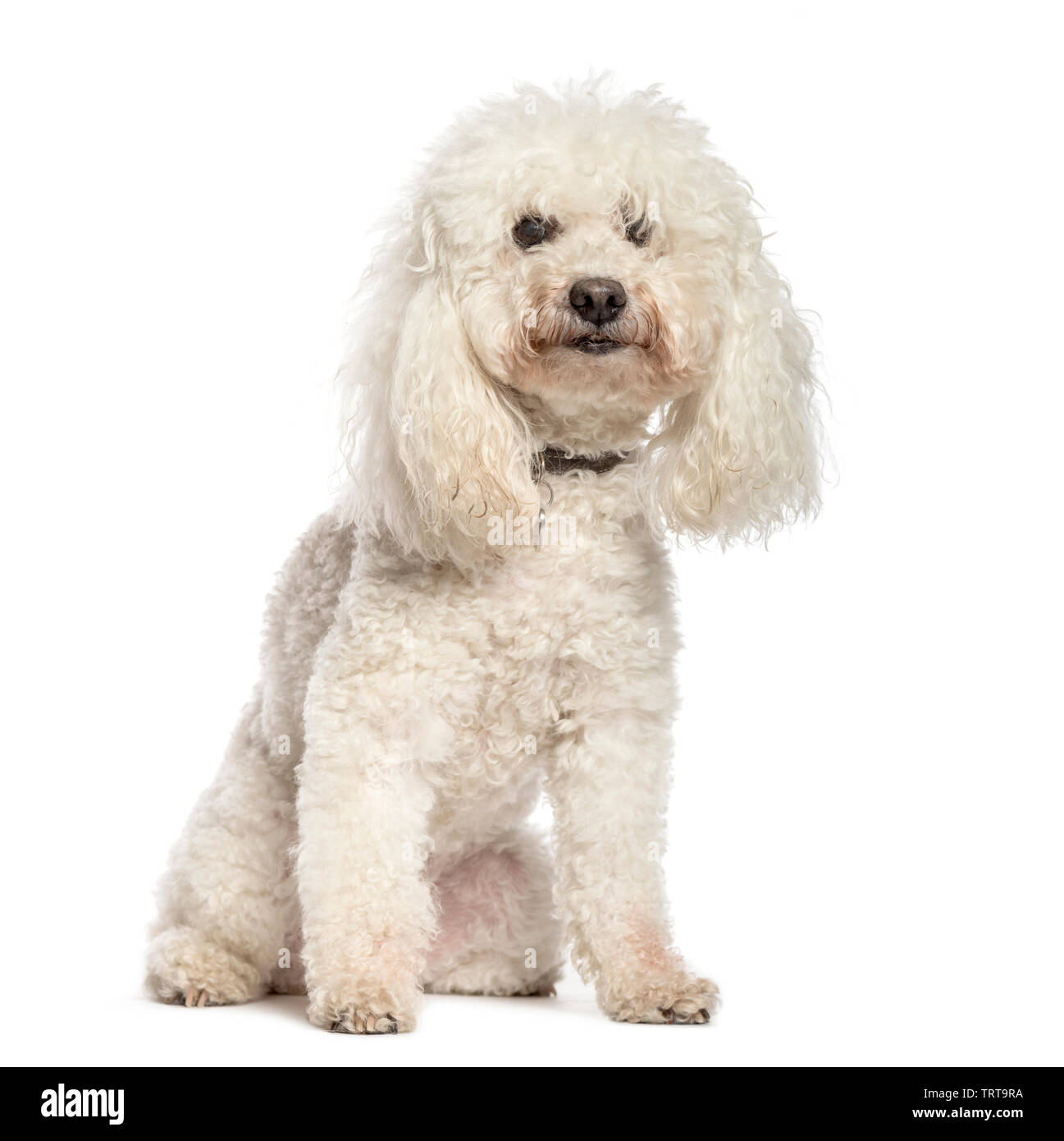 Poodle sitting in front of white background Stock Photo - Alamy
