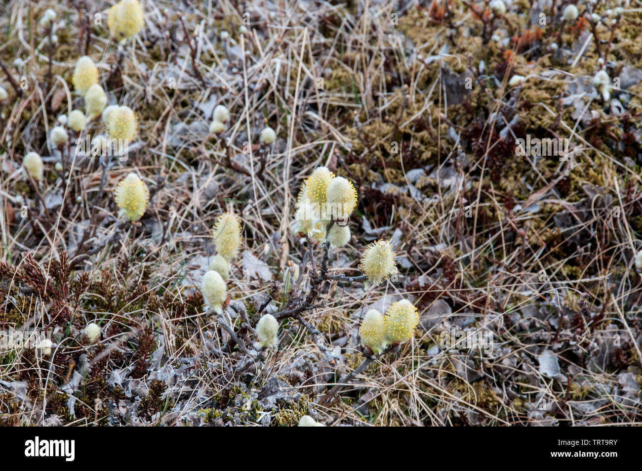 Artic fauna hi-res stock photography and images - Alamy