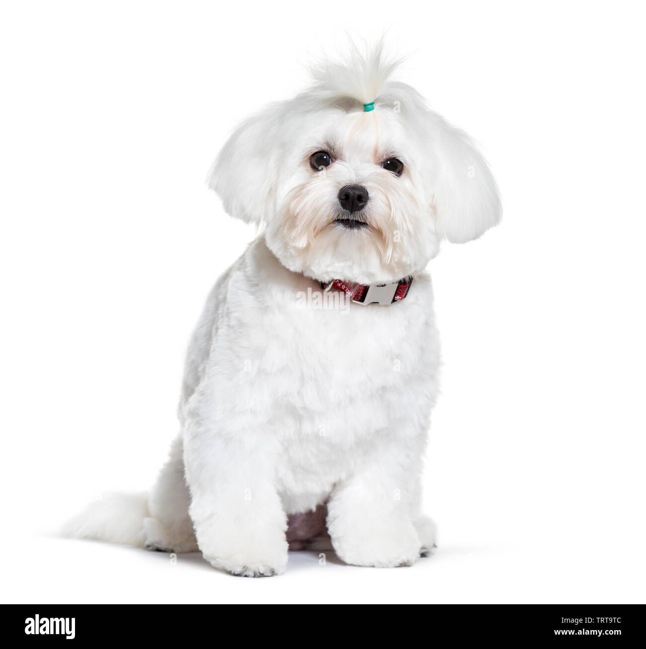 Bichon Frise sitting in front of white background Stock Photo - Alamy