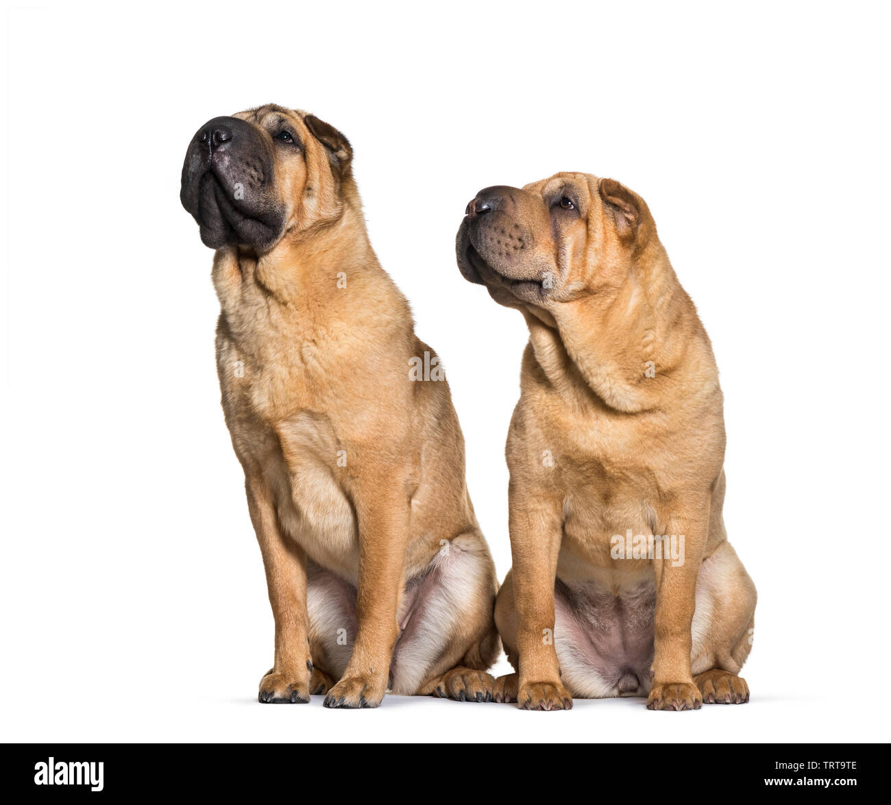 Peis Cut Out Stock Images & Pictures - Alamy