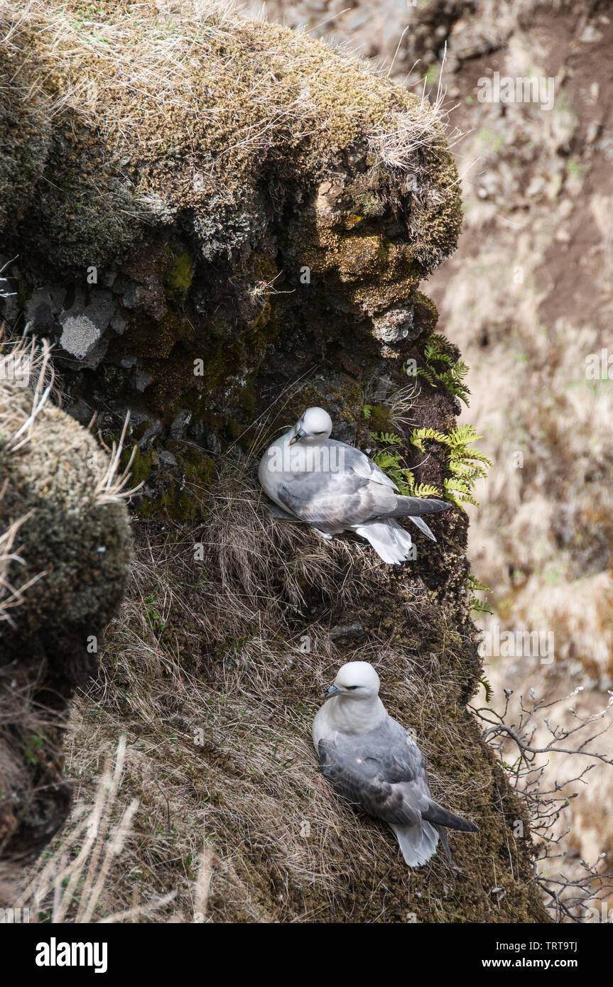 Around Iceland - Nesting wild birds Stock Photo - Alamy