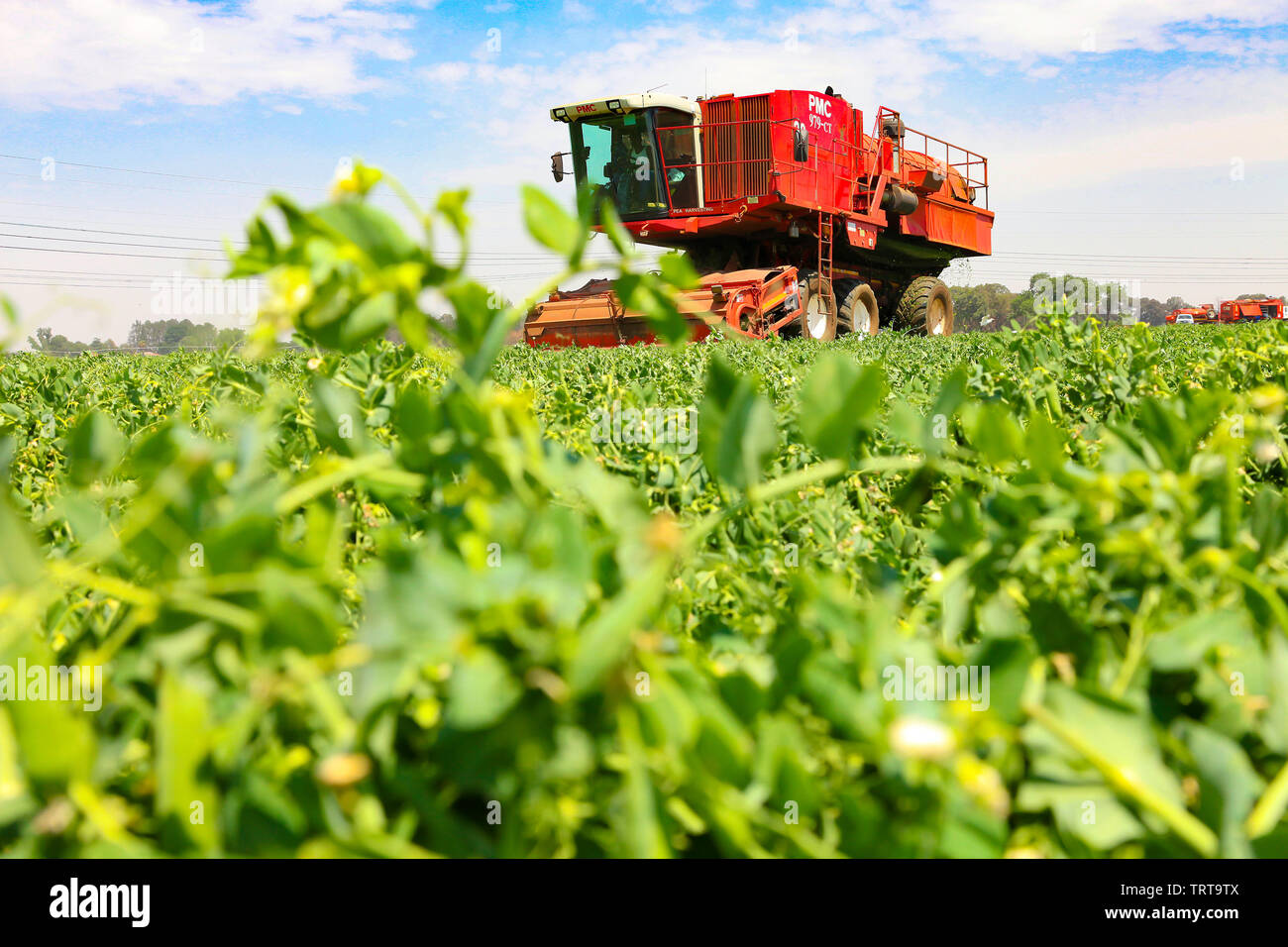Johannesburg, South Africa - October 27 2010: Commercial Pea Farming ...