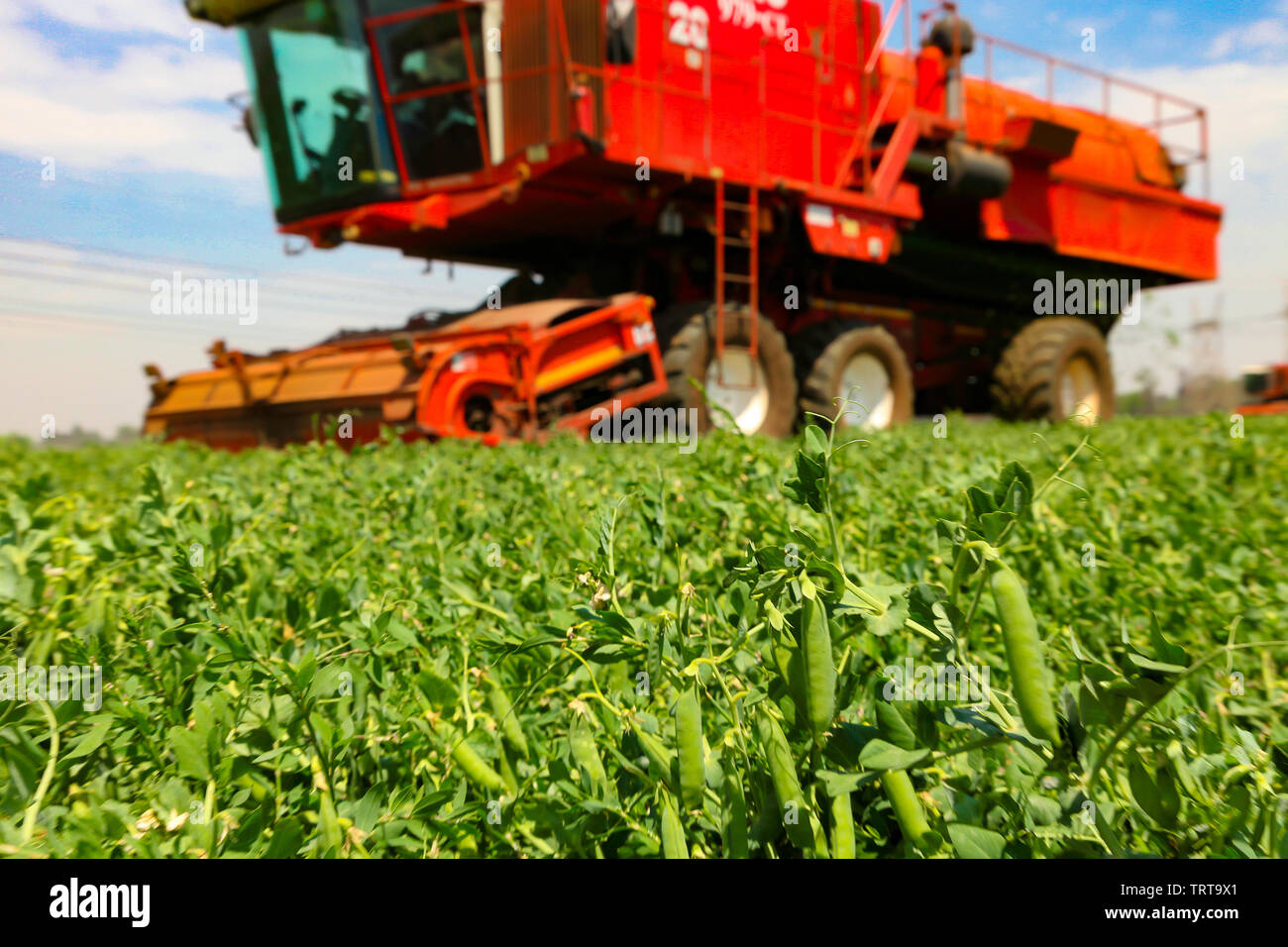 Johannesburg, South Africa - October 27 2010: Commercial Pea Farming ...