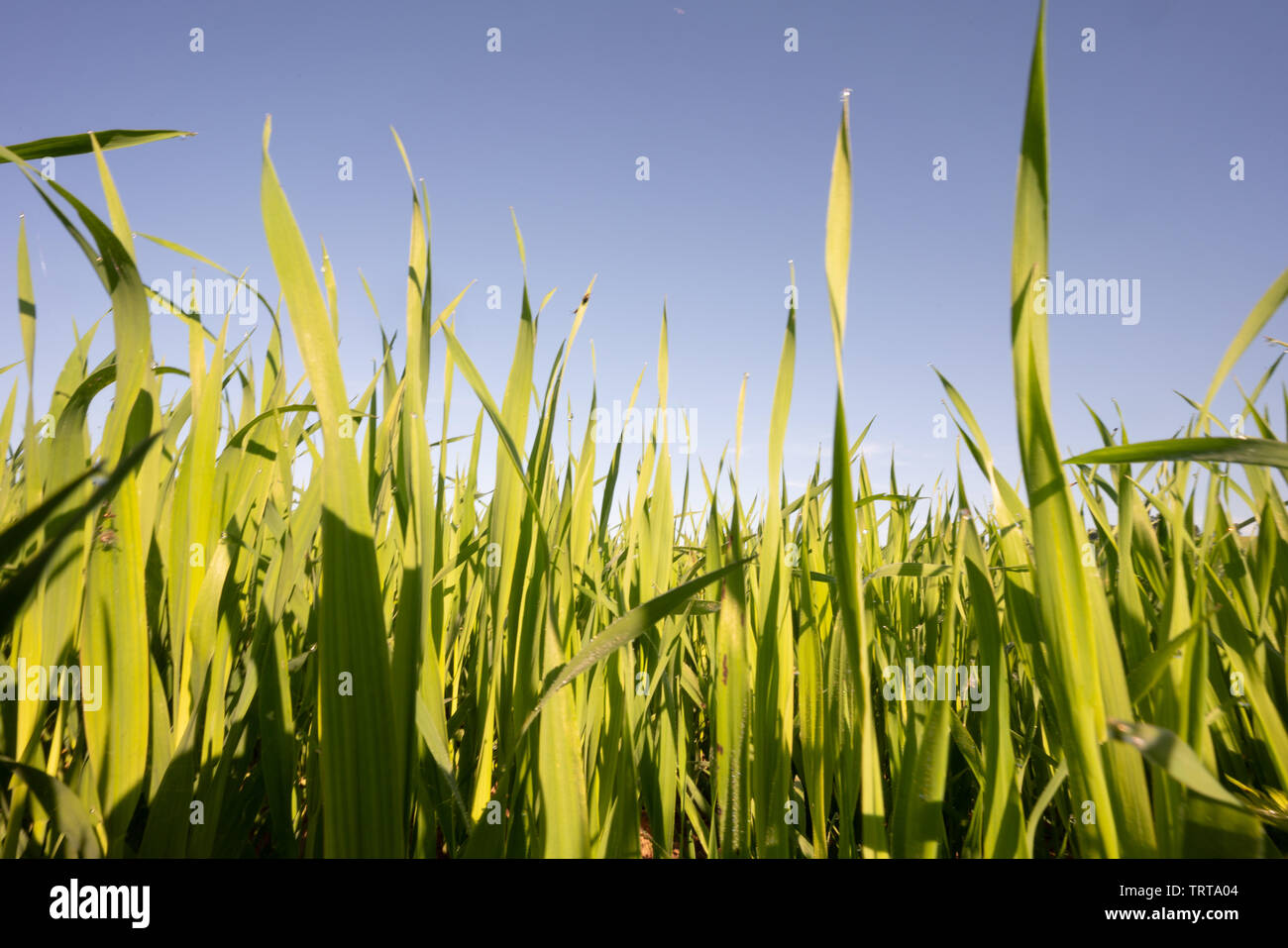 Green summer grass bottom view on sky and sun. Morning Dew on Grass at ...