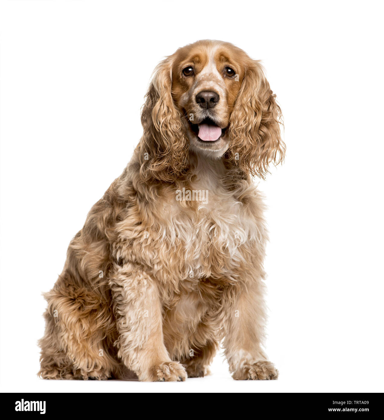 American Cocker Spaniel sitting in front of white background Stock ...