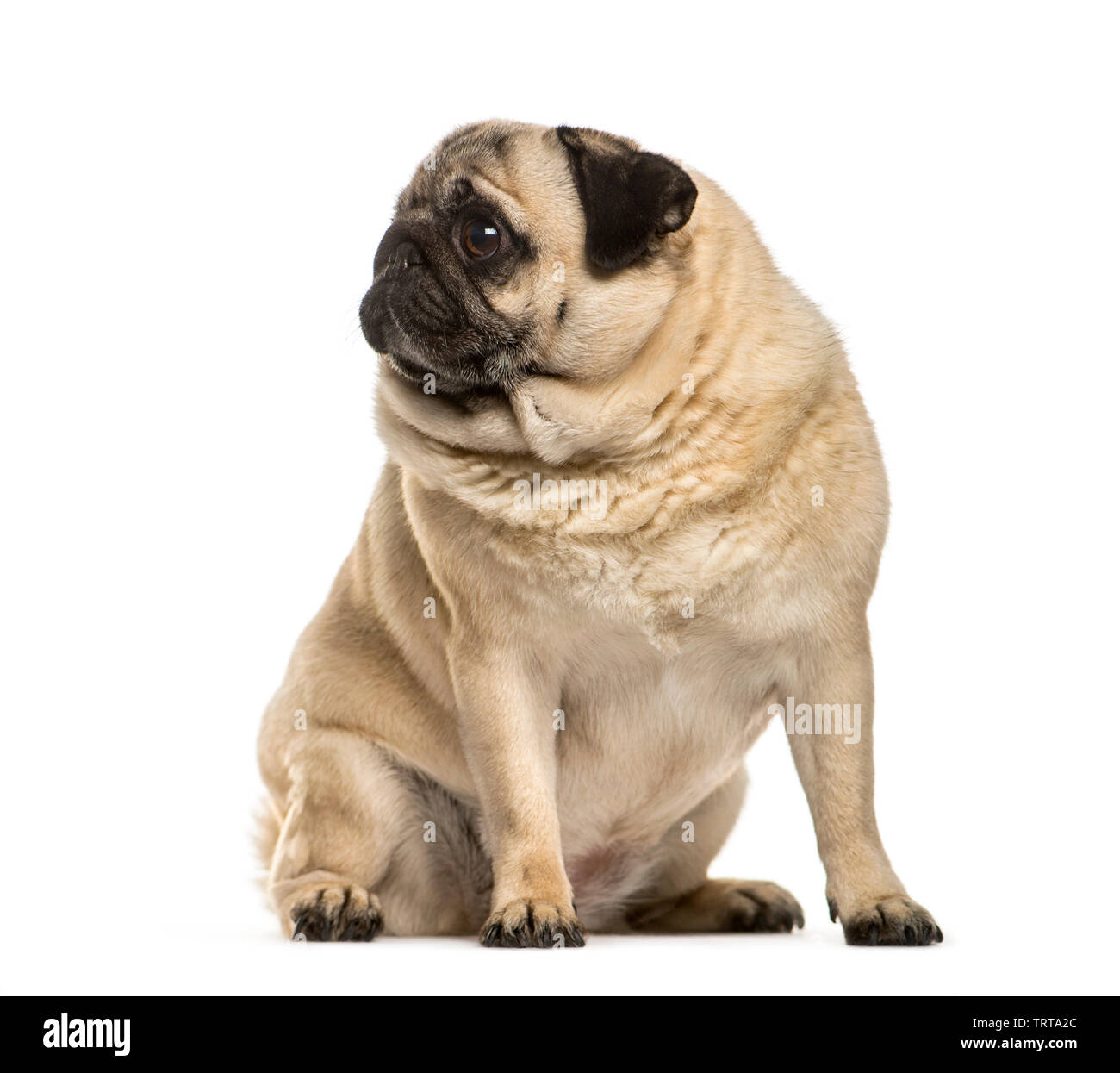 Fat pug hi-res stock photography and images - Alamy