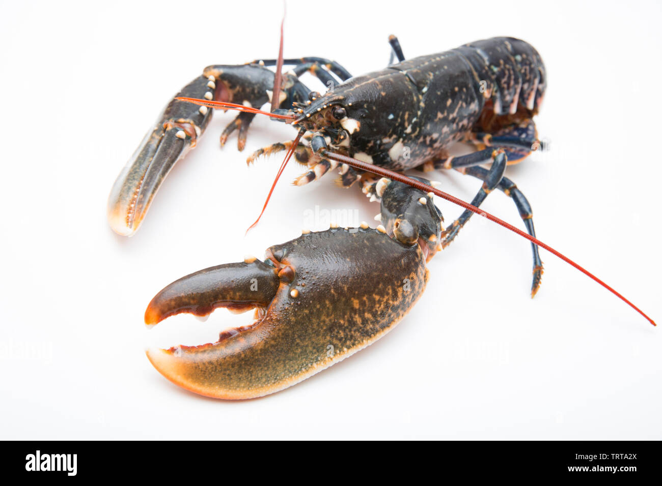 A live lobster, Homarus gammarus, that was caught in a lobster pot set ...