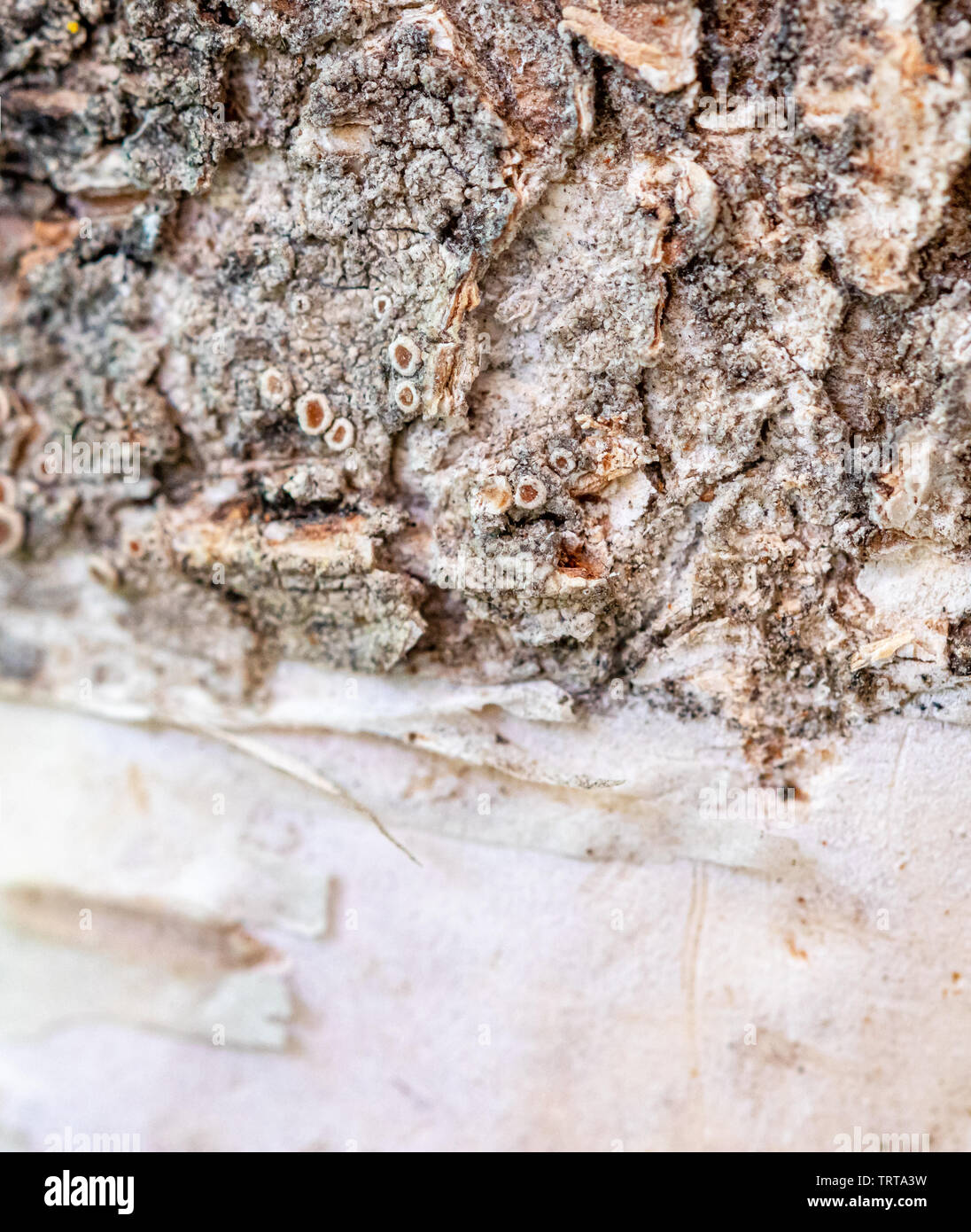 Birch tree abstract hi-res stock photography and images - Alamy