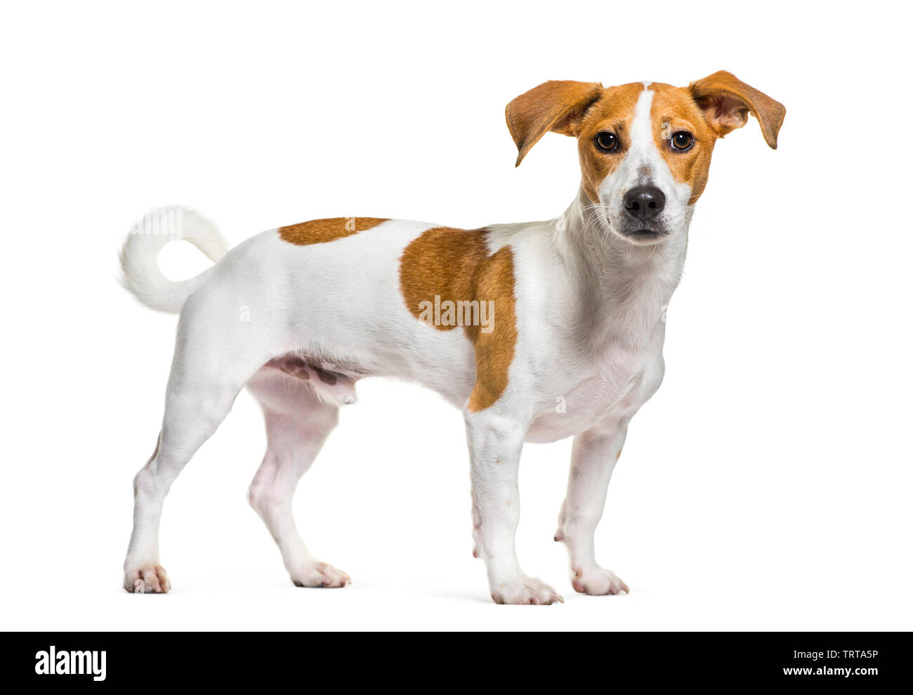 Jack Russell Terrier in front of white background Stock Photo - Alamy