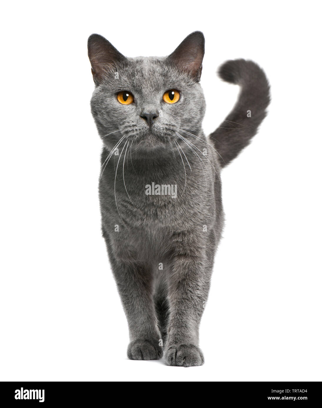 Chartreux cat, 16 months old, standing in front of white background ...