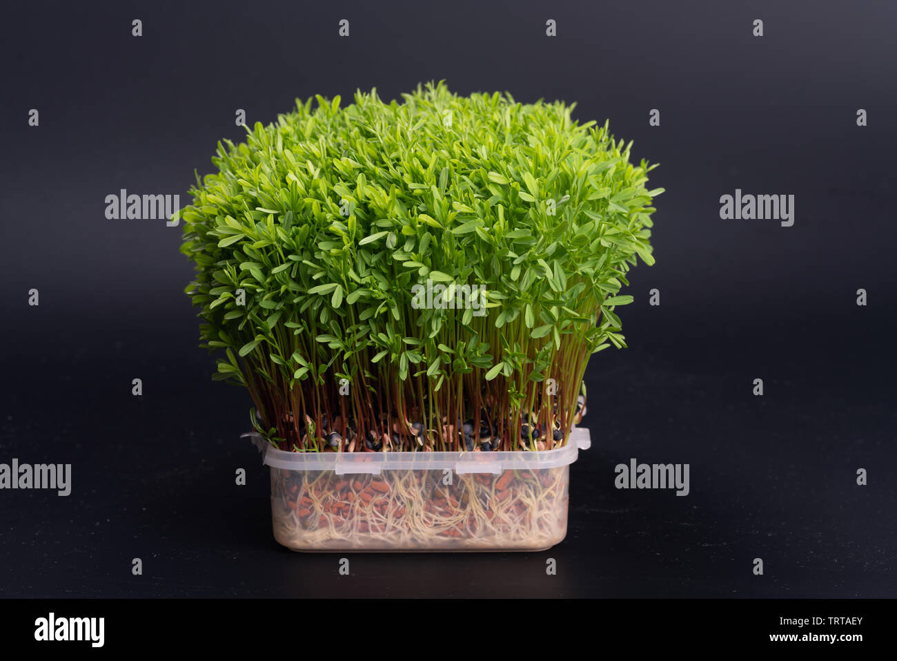 green sprouts edible plants. microgreens nutrition Stock Photo - Alamy
