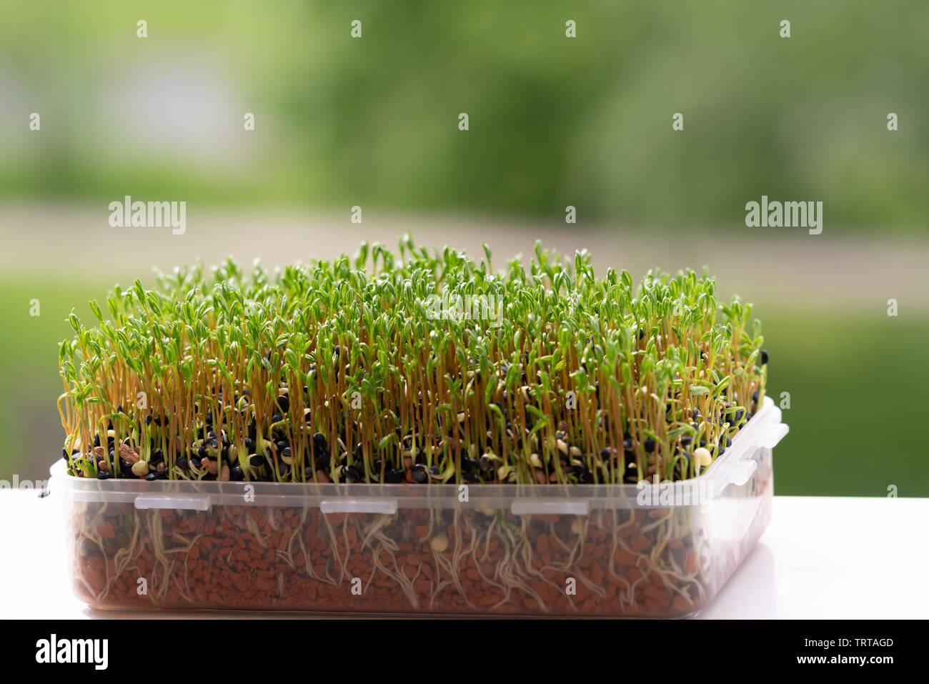 green sprouts edible plants. microgreens nutrition Stock Photo - Alamy