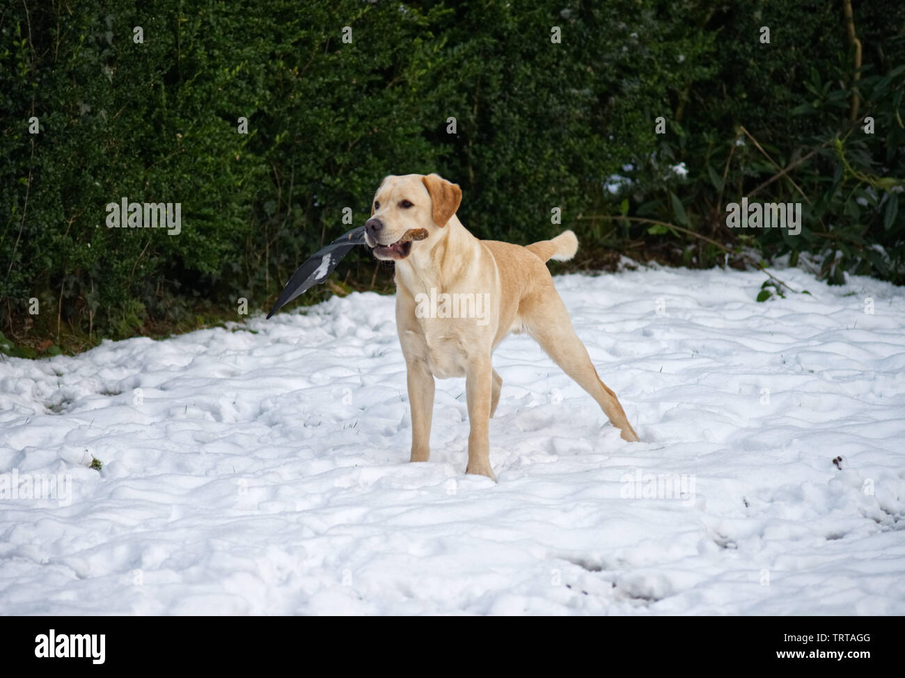 Working labrador hi-res stock photography and images - Alamy