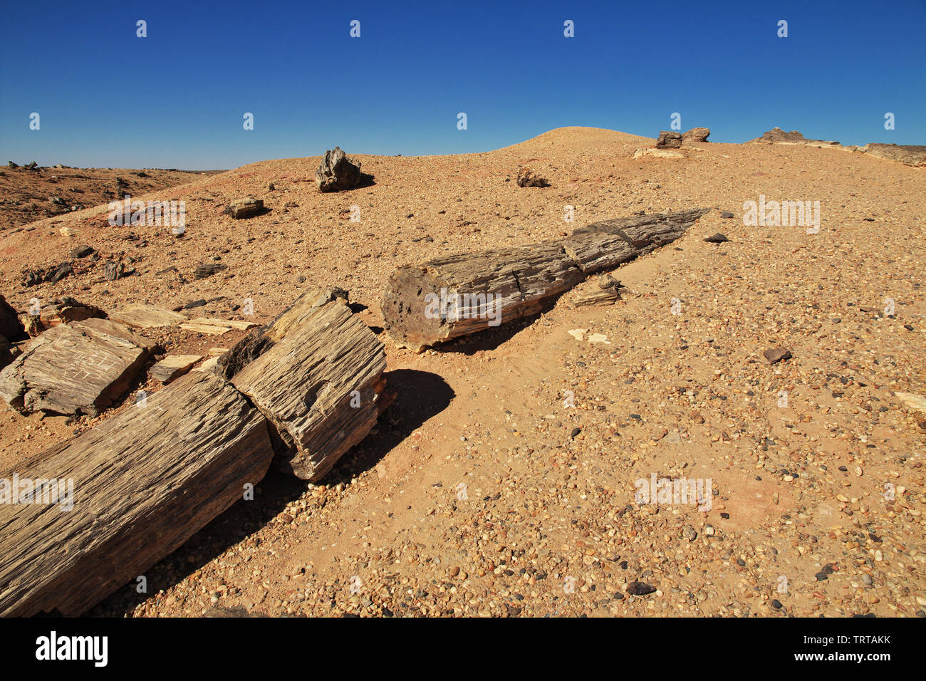 Ancient trees in the Sahara desert Stock Photo - Alamy