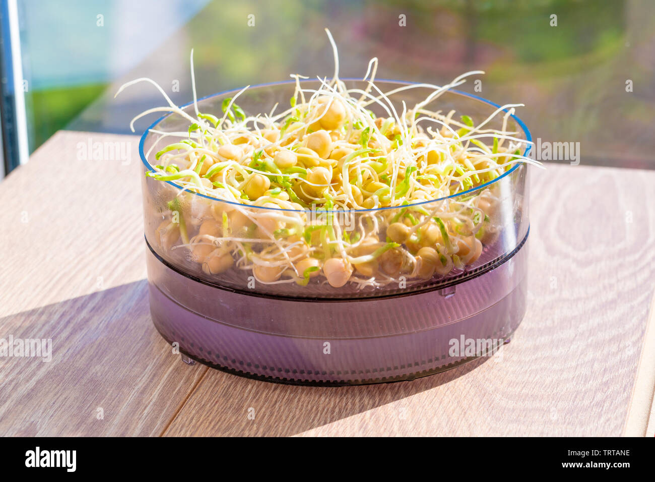 green sprouts edible plants. microgreens nutrition Stock Photo - Alamy